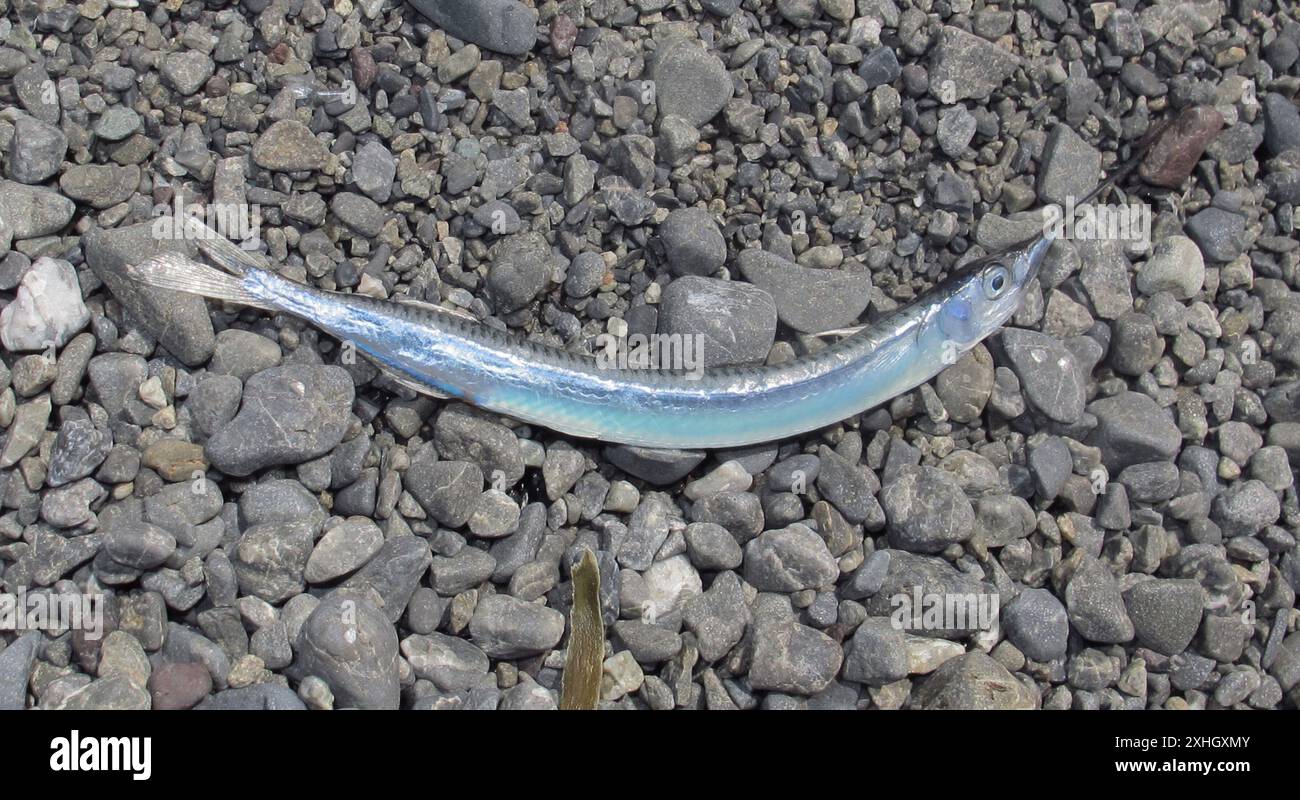 New Zealand Piper (Hyporhamphus ihi Stock Photo - Alamy