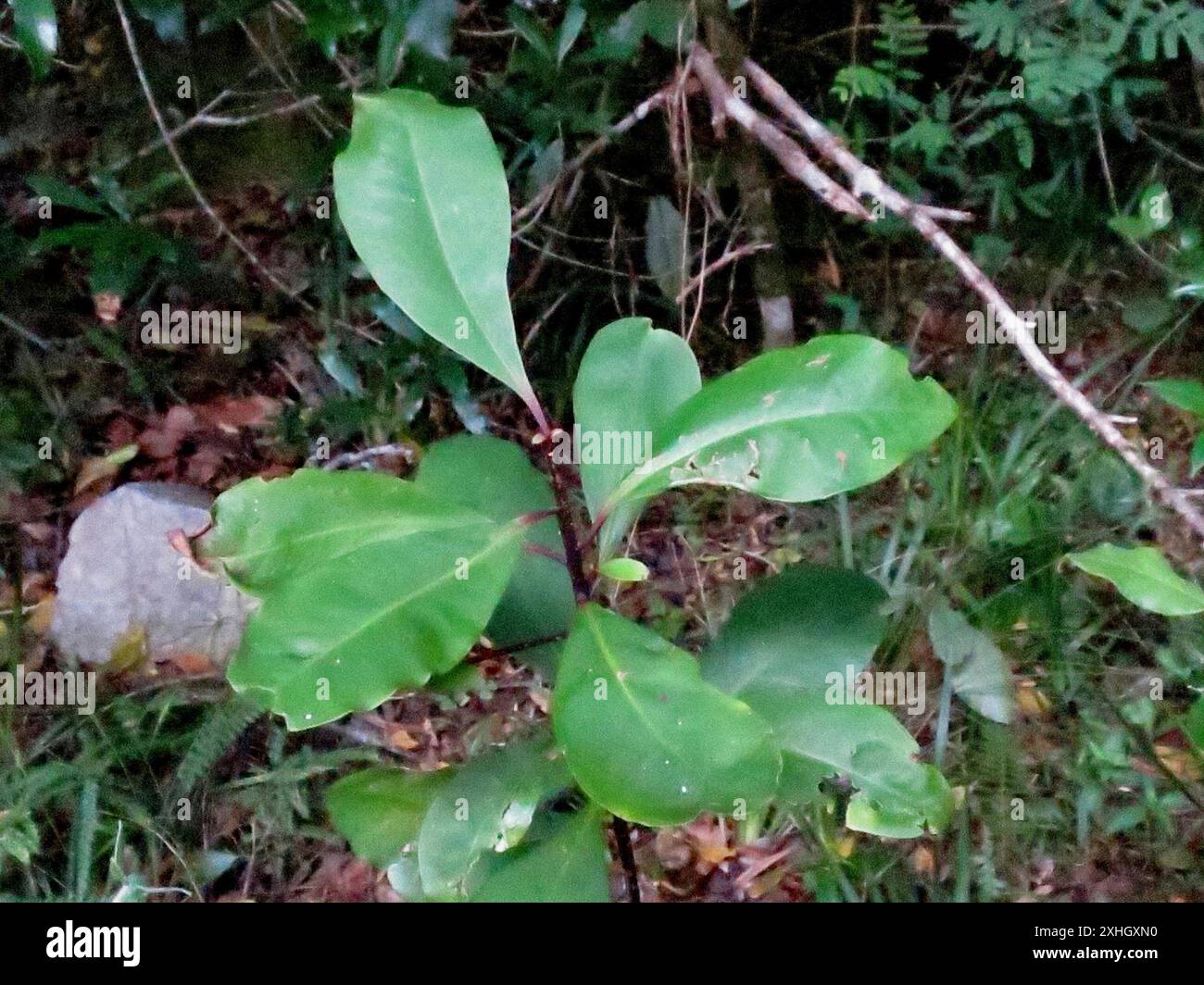 Cape beech (Rapanea melanophloeos Stock Photo - Alamy