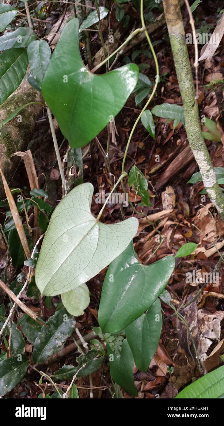 Cinnamon vines hi-res stock photography and images - Alamy