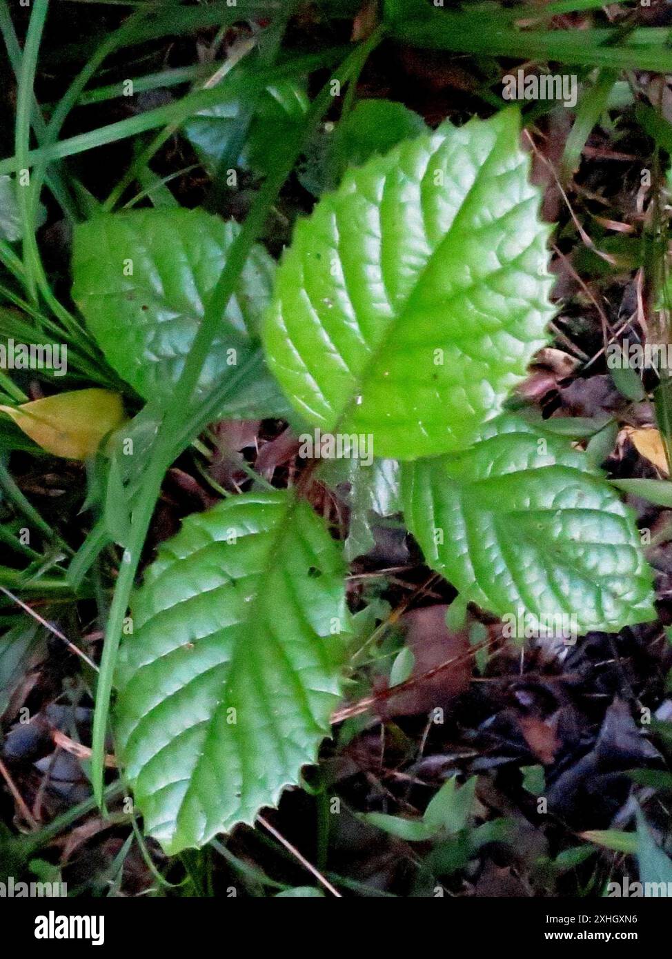 Assegai tree hi-res stock photography and images - Alamy