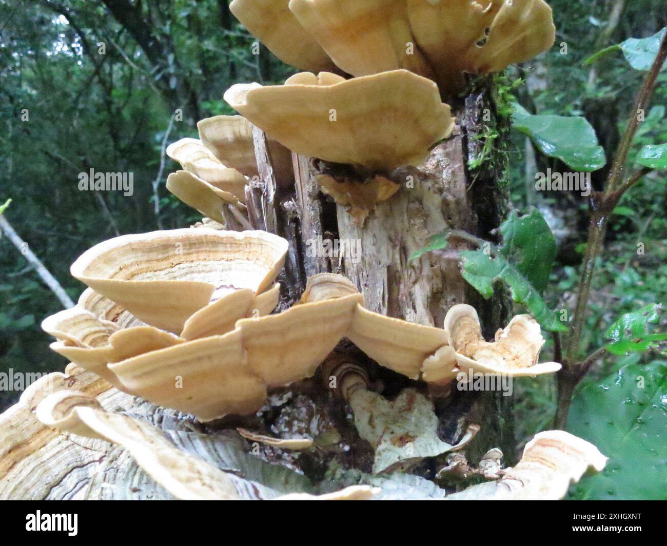 False Turkey-Tail (Stereum ostrea Stock Photo - Alamy