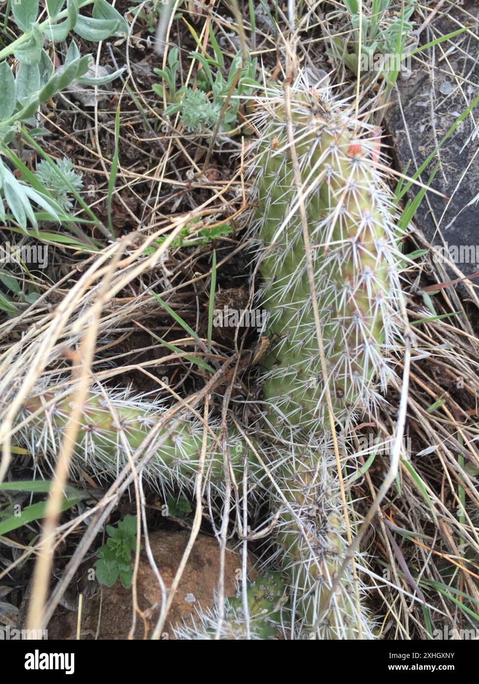 Cactus coreid bug hi-res stock photography and images - Alamy