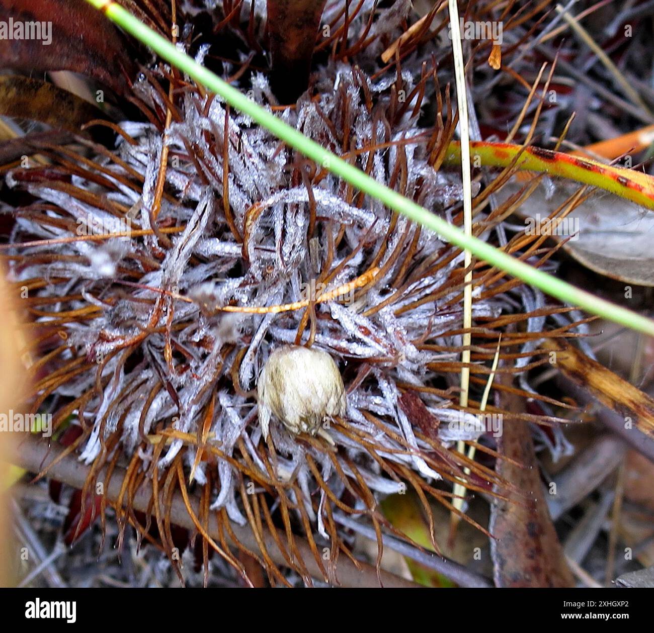 Common Snow Sugarbush (Protea scolopendriifolia Stock Photo - Alamy