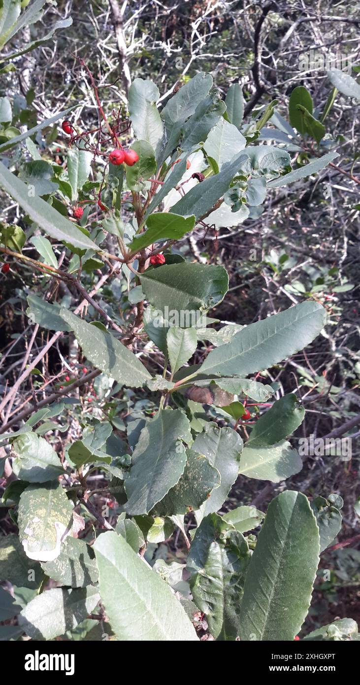 Heteromeles arbutifolia toyon hi-res stock photography and images - Alamy