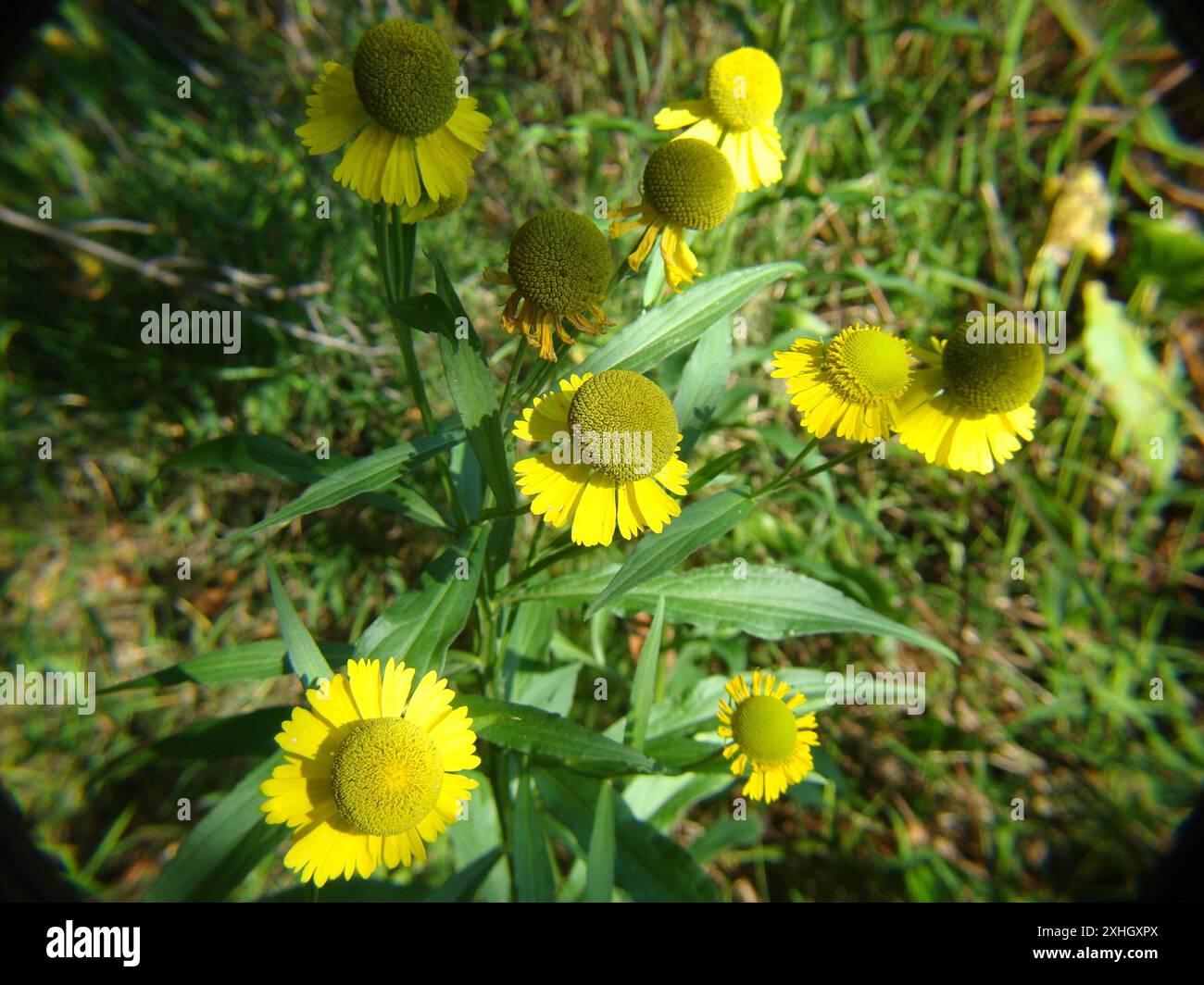 common sneezeweed (Helenium autumnale Stock Photo - Alamy