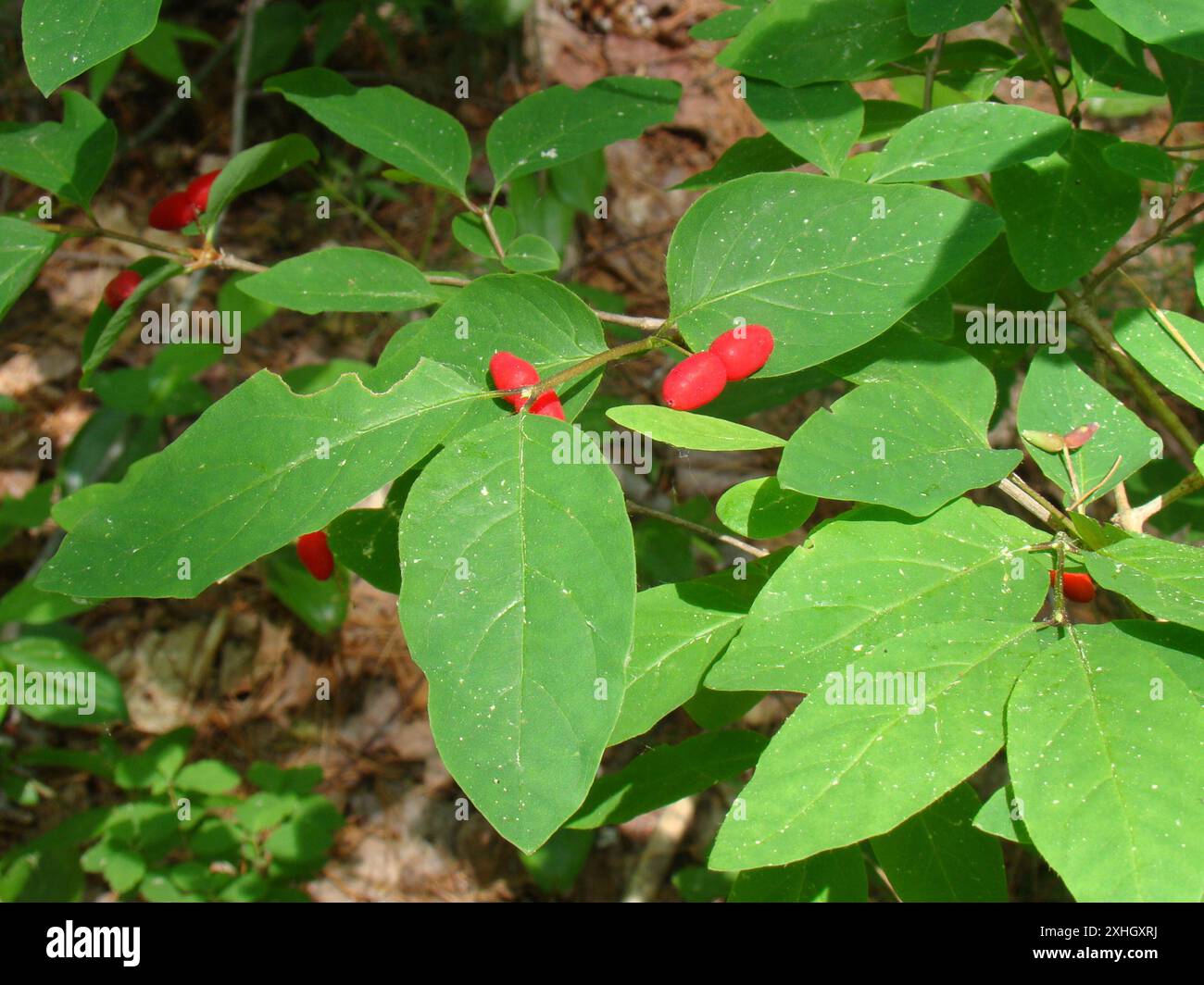American fly-honeysuckle (Lonicera canadensis Stock Photo - Alamy