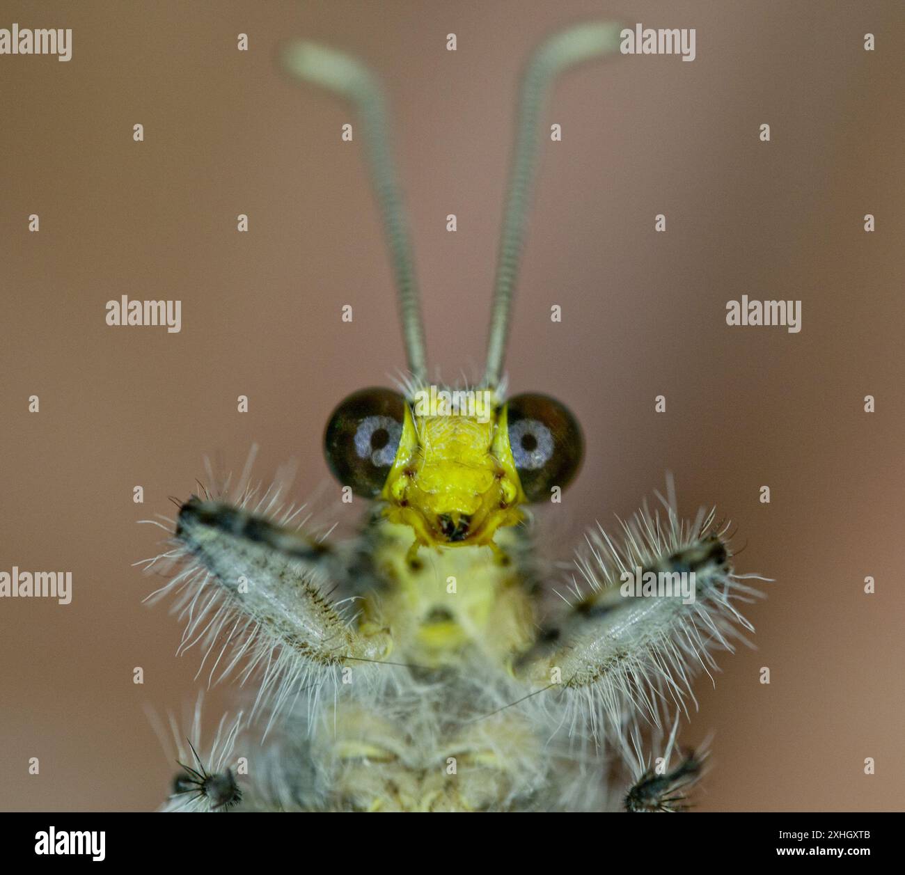 Vella fallax hi-res stock photography and images - Alamy