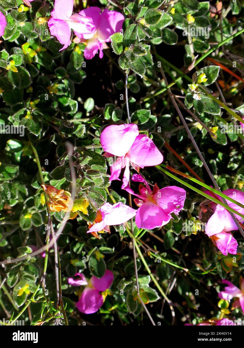Creeping Capesweetpea (Podalyria biflora Stock Photo - Alamy