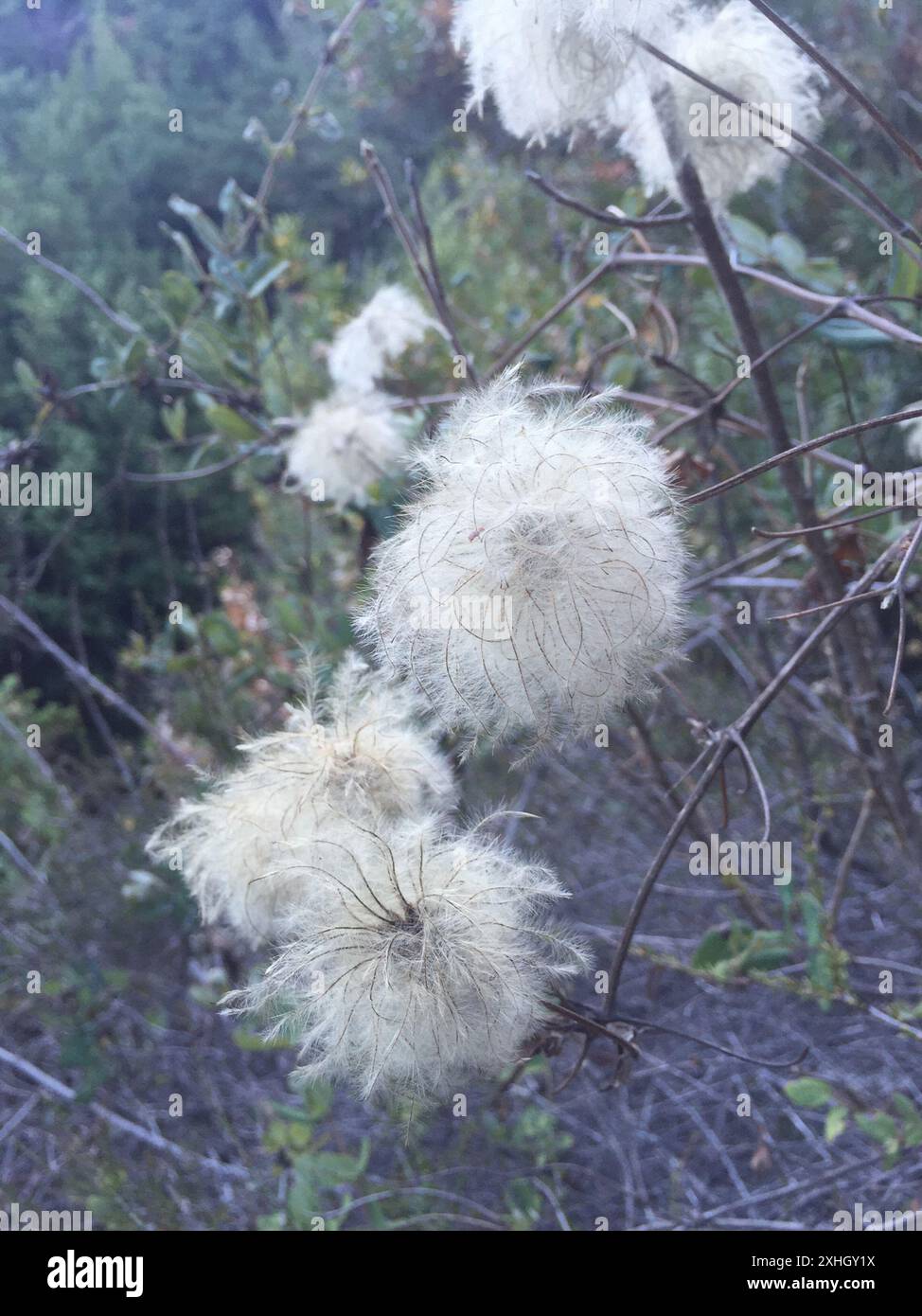 Pipestem Clematis (Clematis lasiantha Stock Photo - Alamy