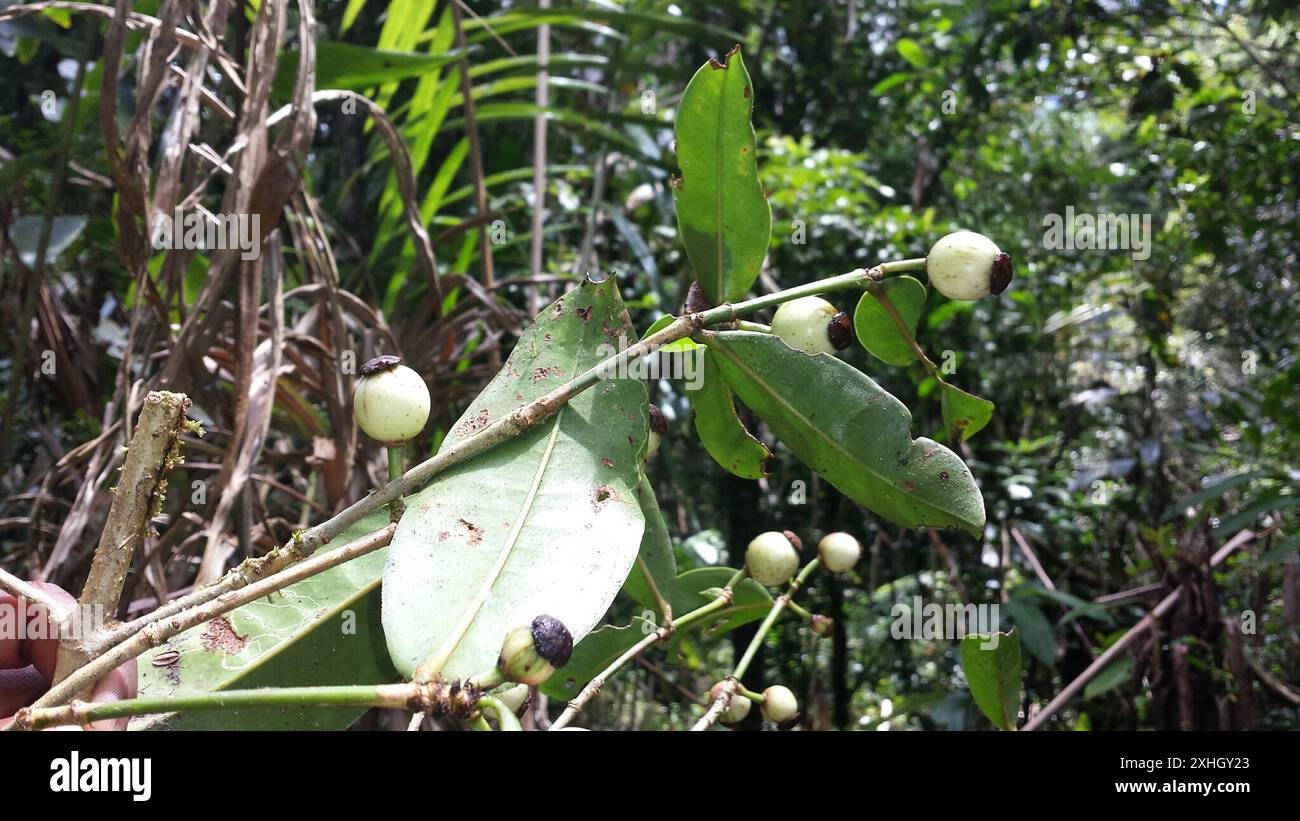 attorney tree family (Clusiaceae Stock Photo - Alamy