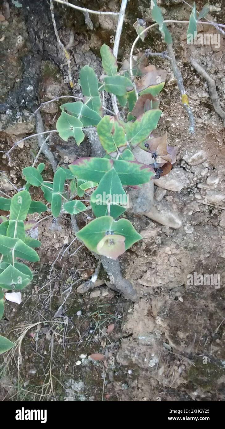 Mediterranean Honeysuckle (Lonicera implexa Stock Photo - Alamy