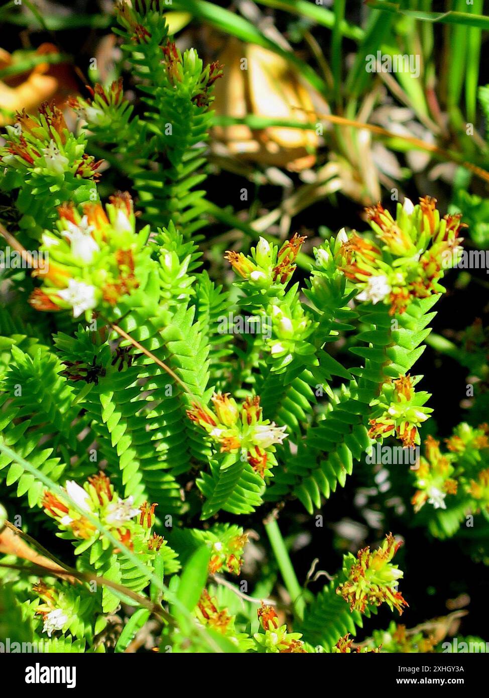 (Crassula ericoides ericoides Stock Photo - Alamy