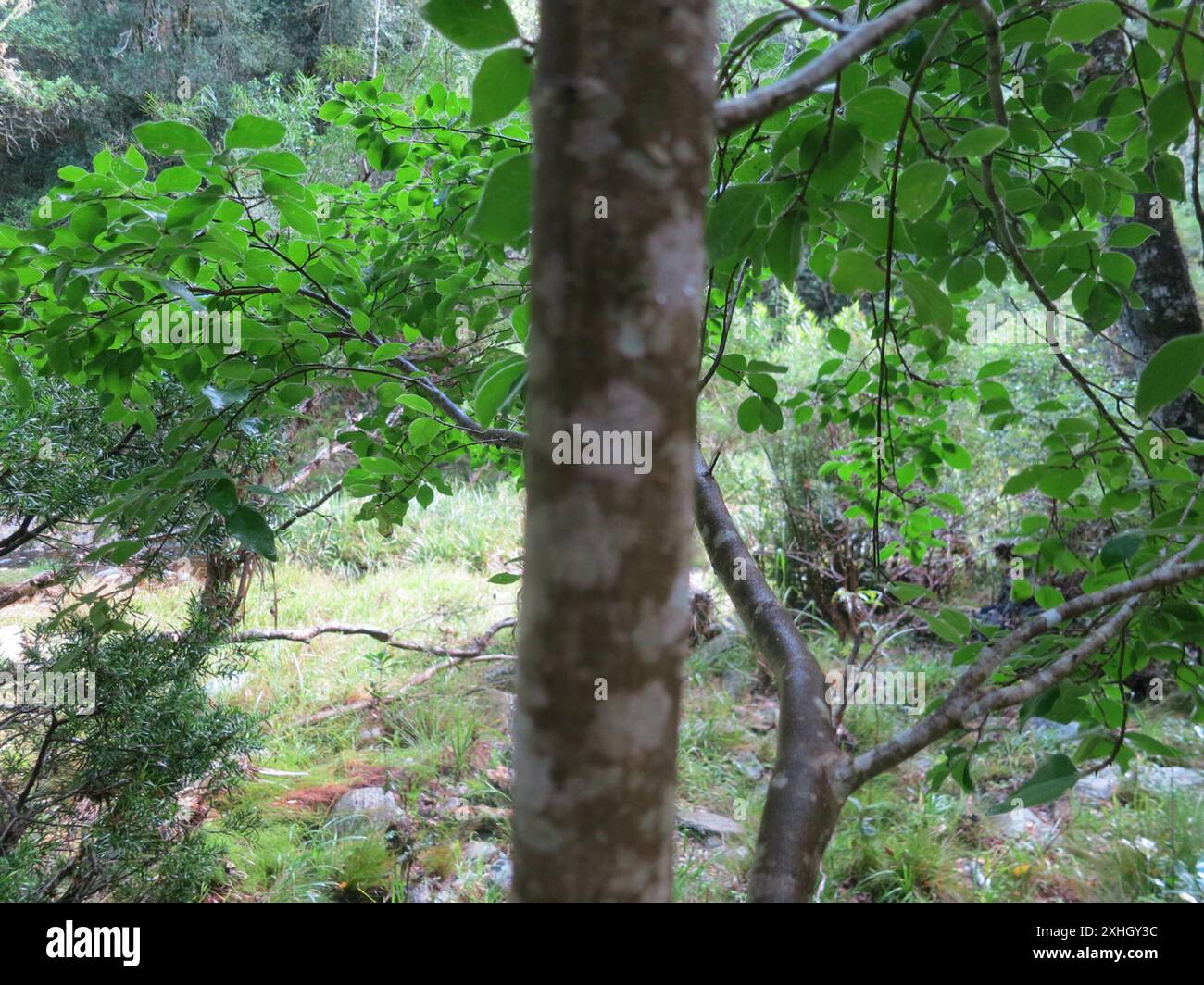 Rock Alder (Afrocanthium mundianum Stock Photo - Alamy