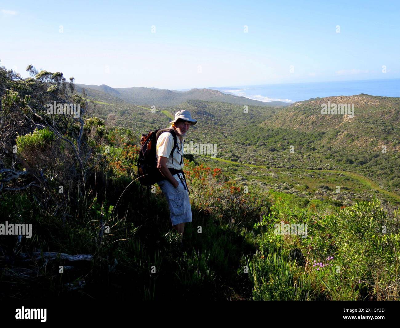 Ridged Glandular Heath (Erica glandulosa fourcadei Stock Photo - Alamy