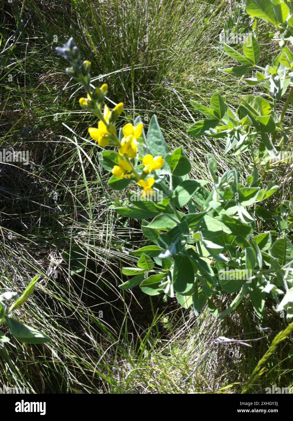Goldenbanner hi-res stock photography and images - Alamy