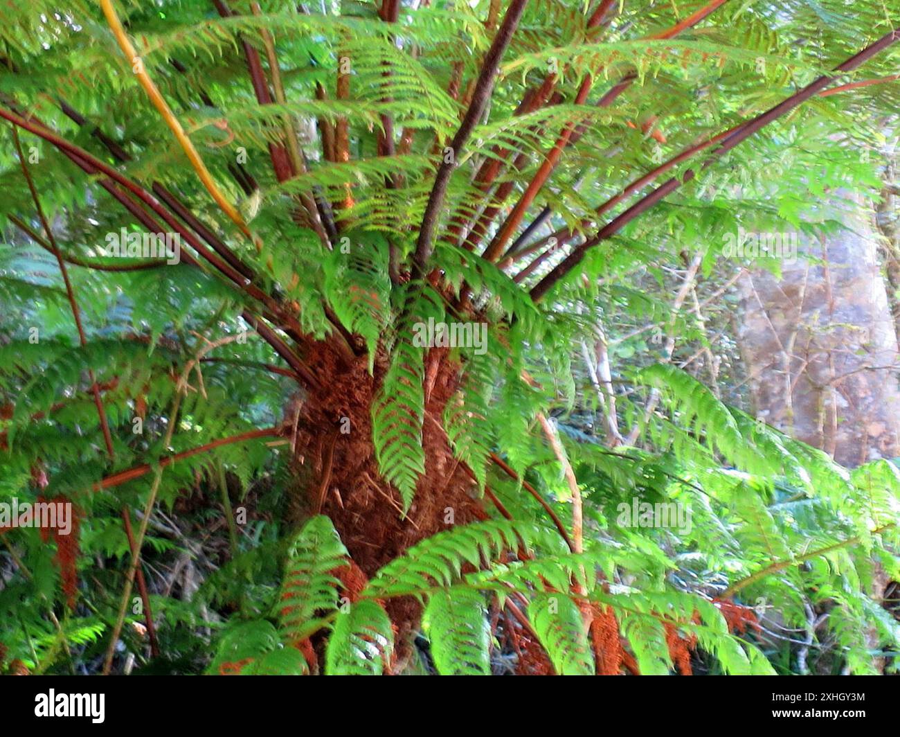 Forest Tree Fern (Cyathea capensis Stock Photo - Alamy