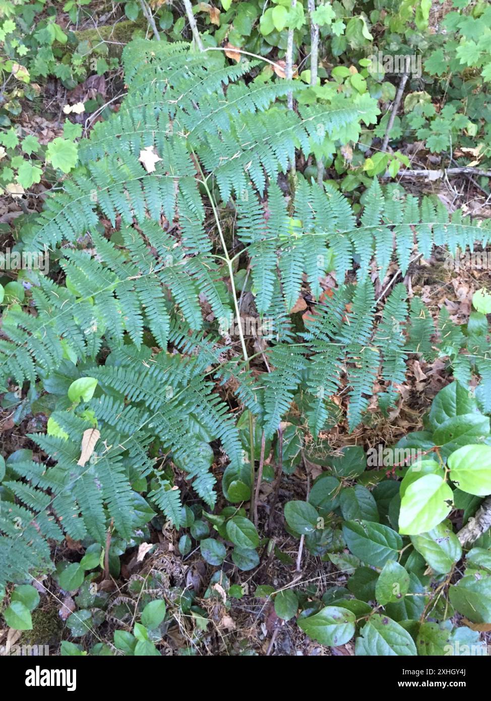 common bracken (Pteridium aquilinum Stock Photo - Alamy