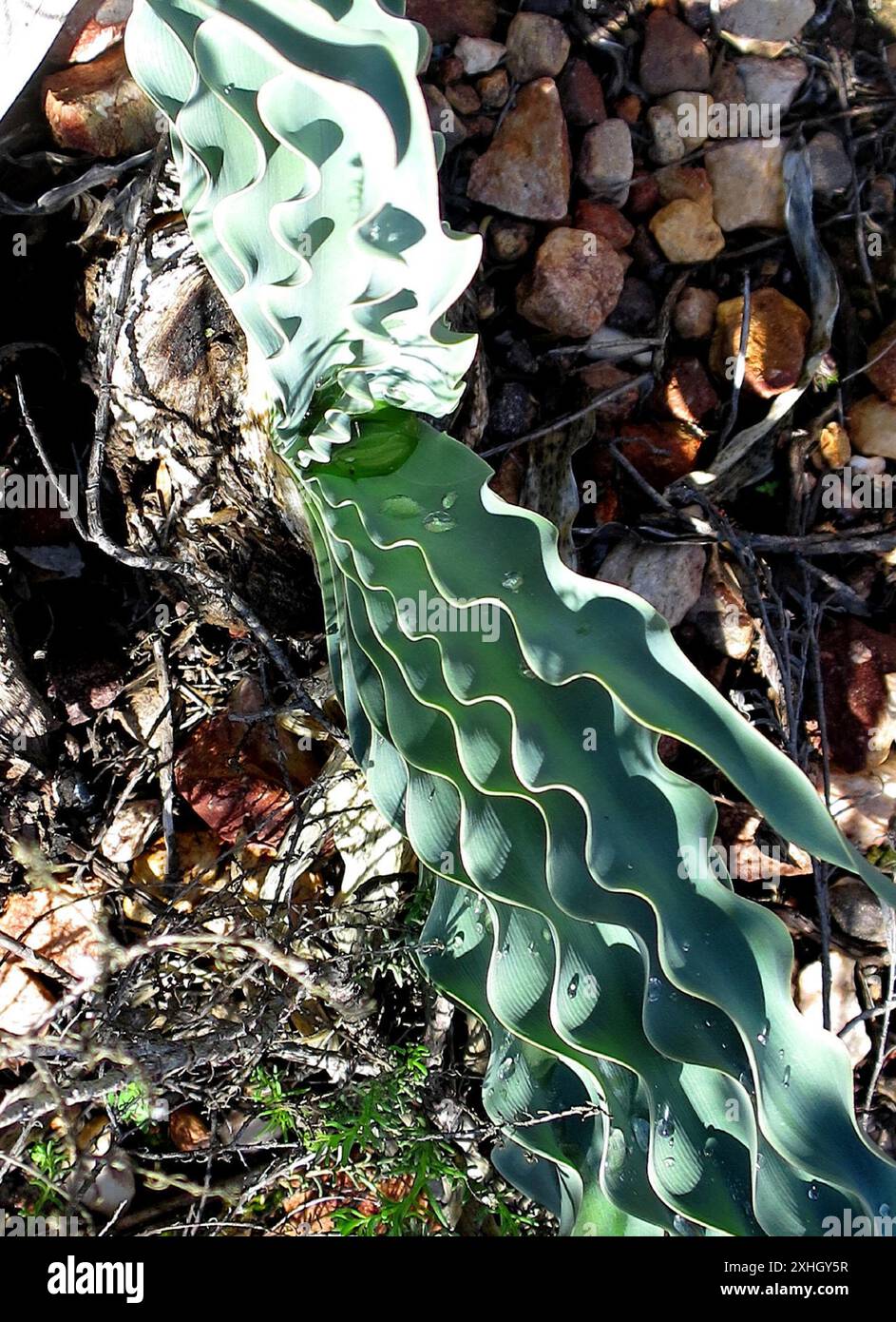 Poison-bulb (Boophone disticha Stock Photo - Alamy