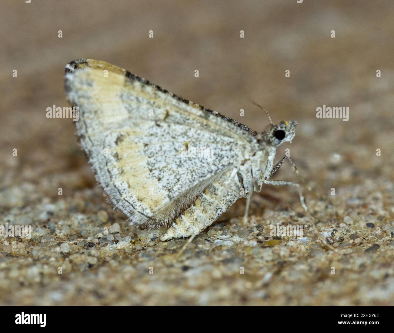 Geometer Moths (Geometridae Stock Photo - Alamy