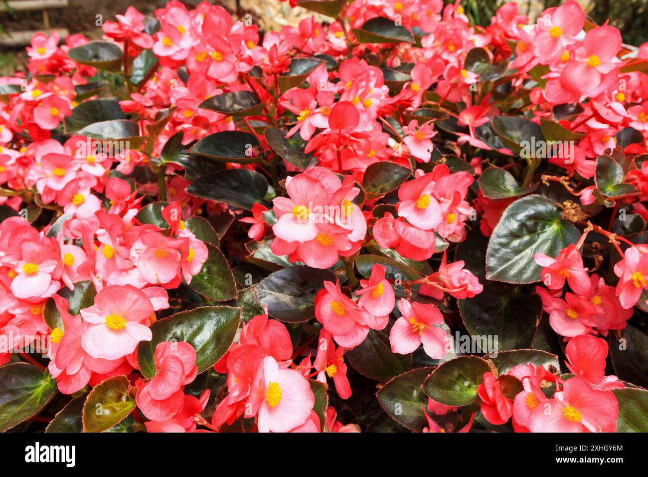 Vibrant begonia semperflorens hi-res stock photography and images - Alamy