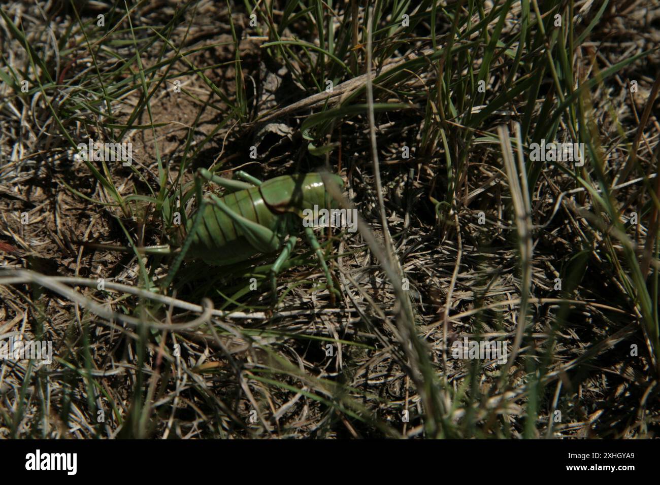 Mormon Cricket (Anabrus simplex Stock Photo - Alamy