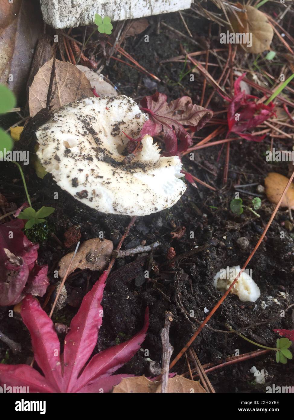 Russula brevipes hi-res stock photography and images - Alamy