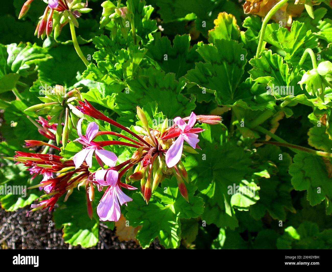 horseshoe geranium (Pelargonium zonale Stock Photo - Alamy