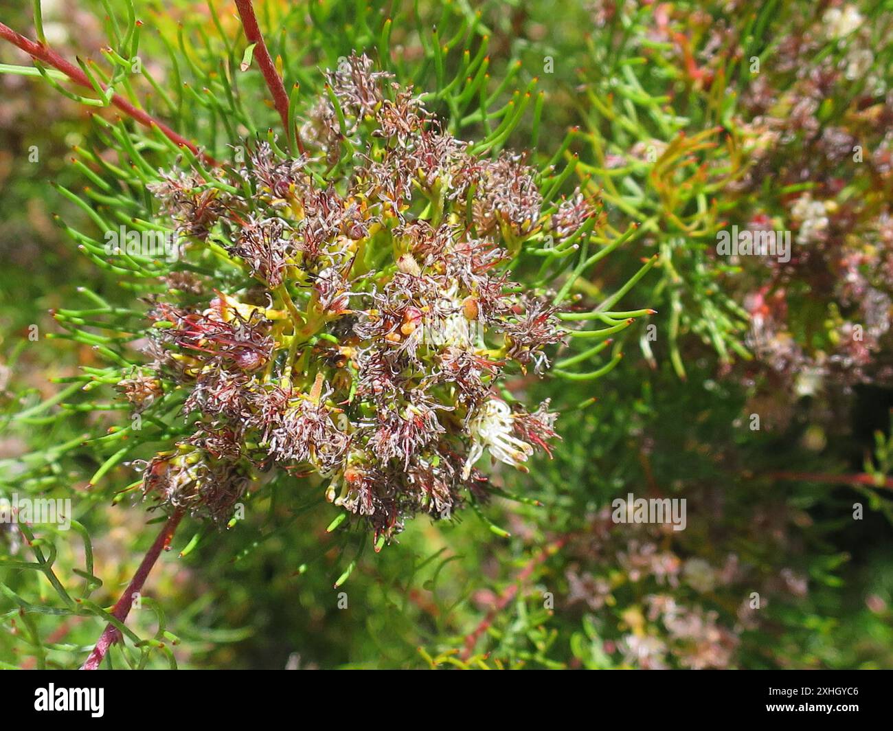 Common Pin Spiderhead (Serruria fasciflora Stock Photo - Alamy
