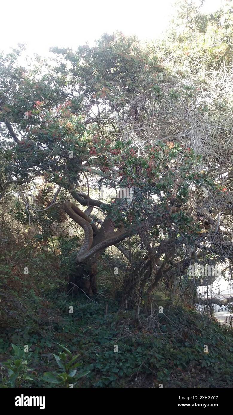 Heteromeles arbutifolia toyon hi-res stock photography and images - Alamy