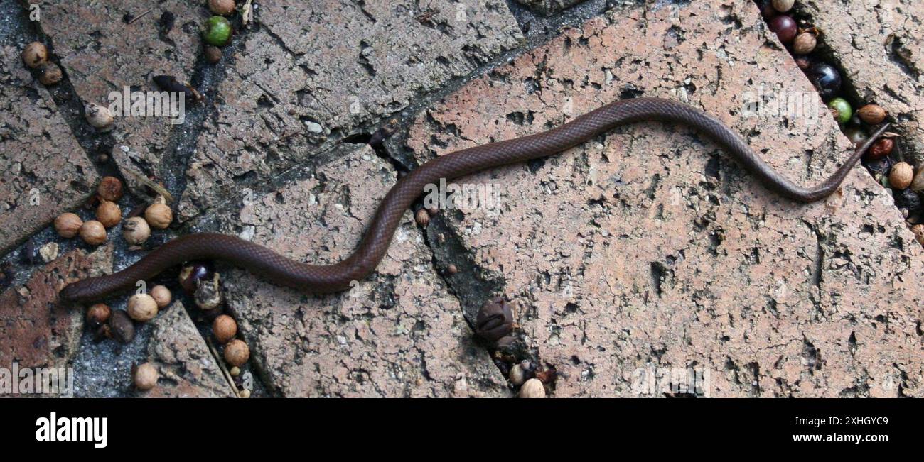 Slugeater hi-res stock photography and images - Alamy