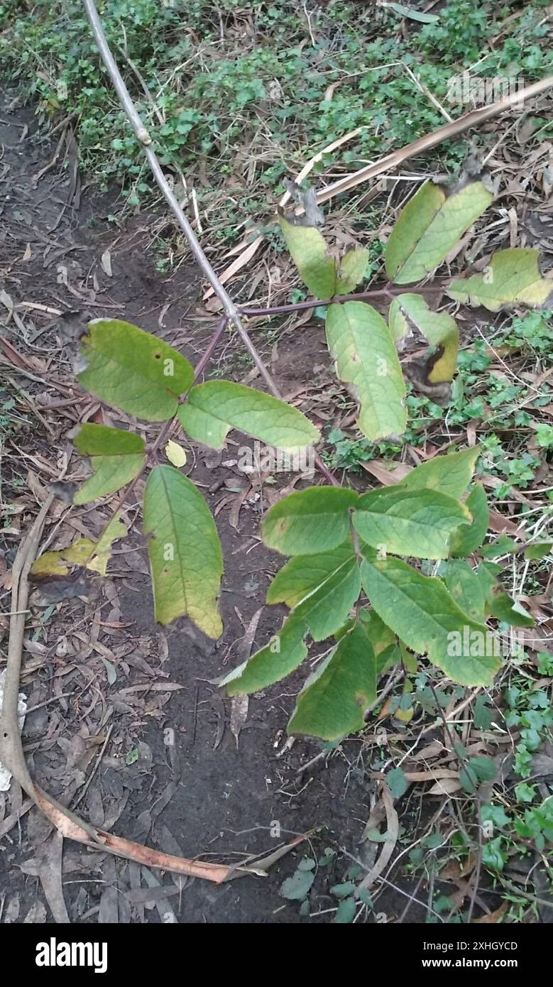 European Red Elder (Sambucus racemosa racemosa Stock Photo - Alamy