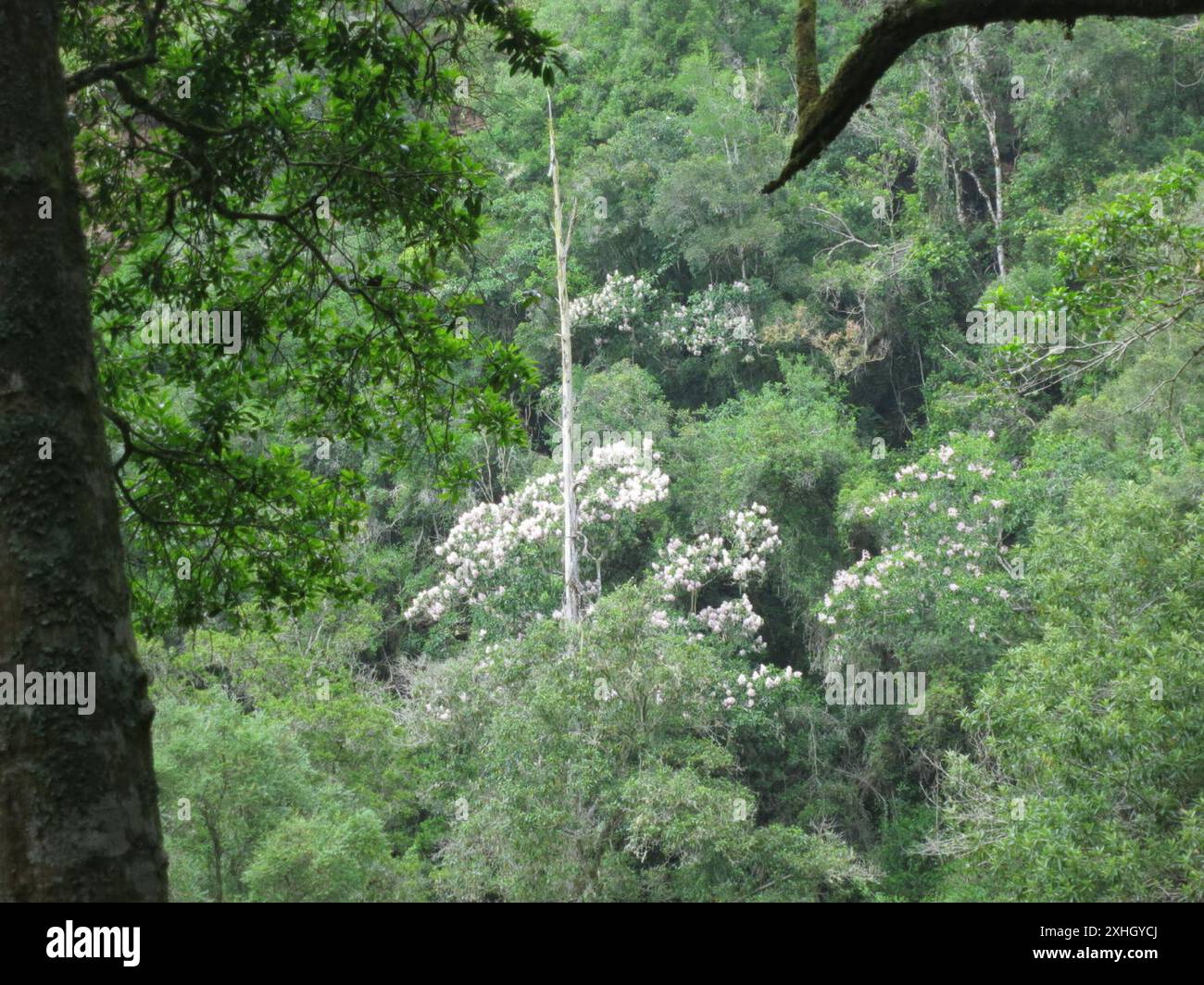 Cape Chestnut (Calodendrum capense Stock Photo - Alamy