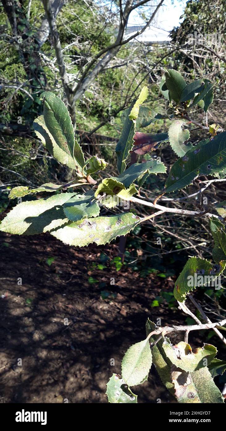 Heteromeles arbutifolia toyon hi-res stock photography and images - Alamy