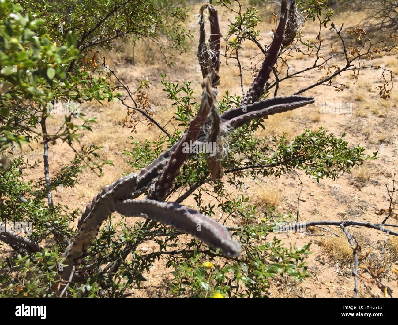 Arizona queen of the night (Peniocereus greggii transmontanus Stock ...