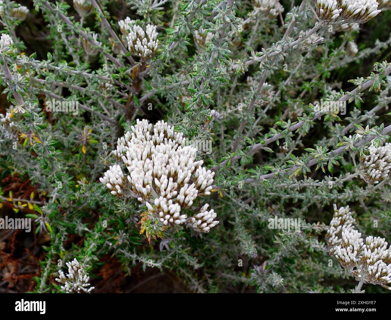 White bristle bush hi-res stock photography and images - Alamy