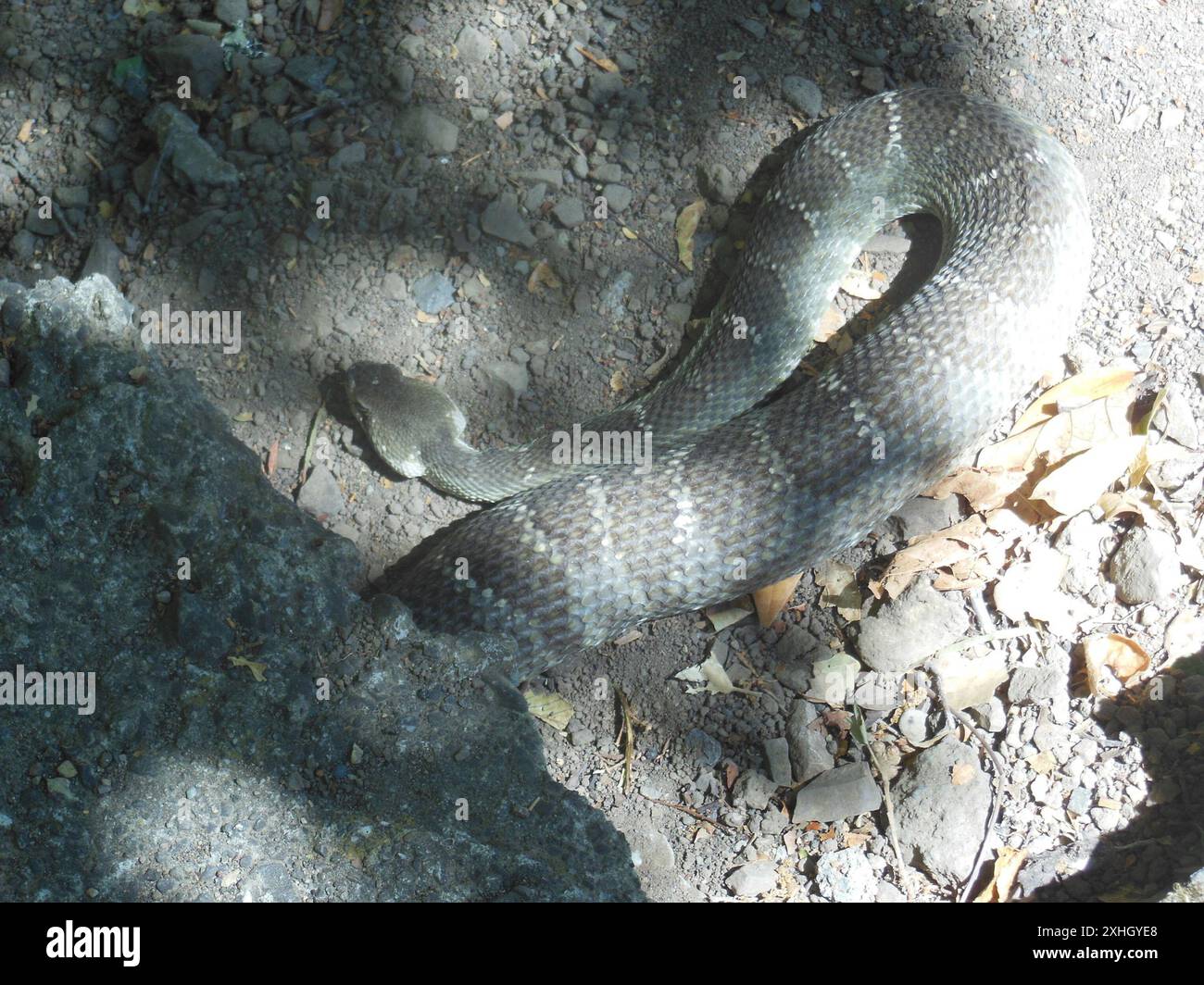 Northern Pacific Rattlesnake (Crotalus oreganus oreganus Stock Photo ...