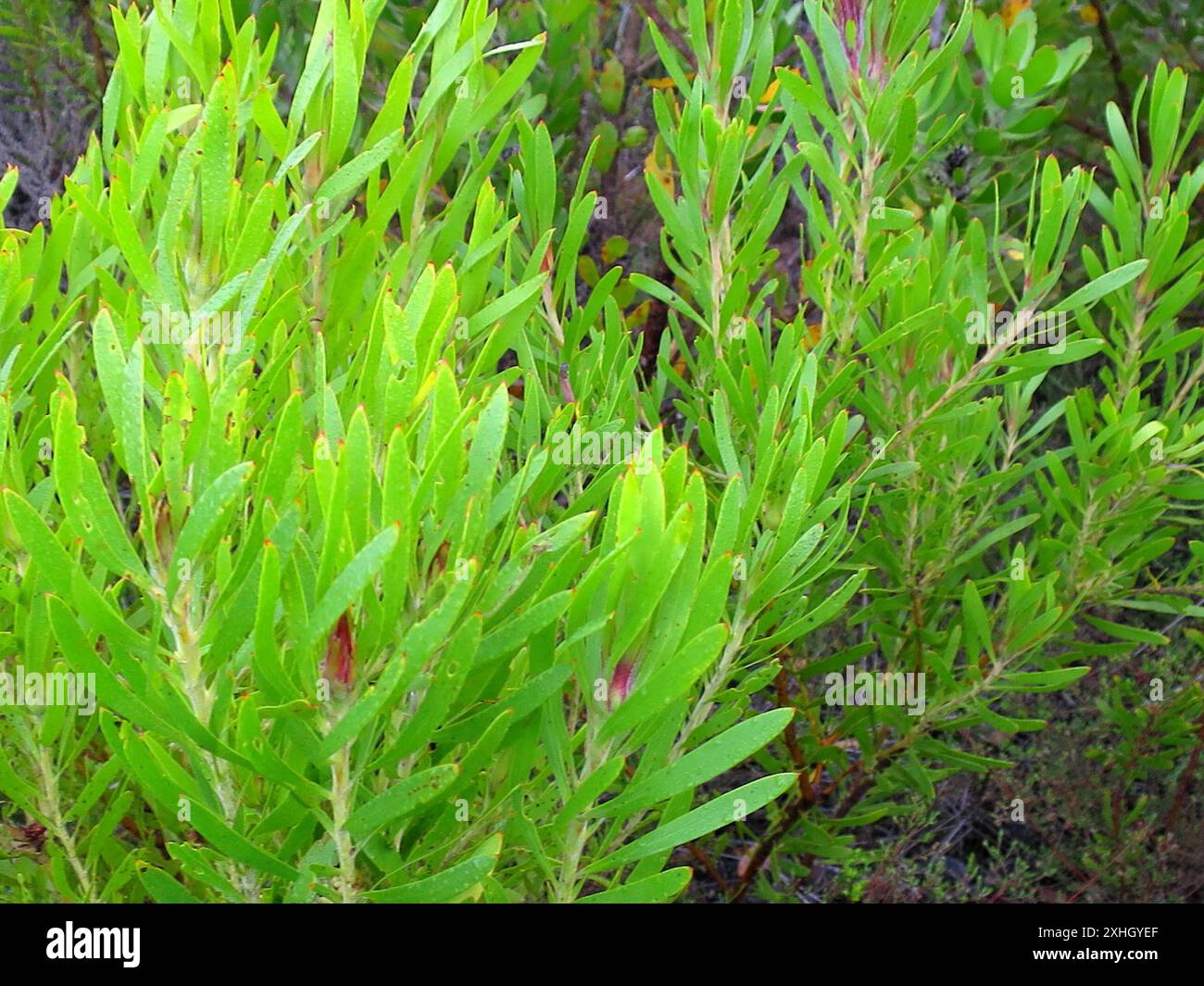 Gumleaf Conebush (Leucadendron eucalyptifolium Stock Photo - Alamy