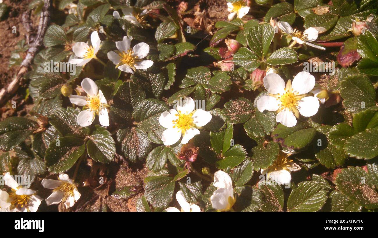 beach strawberry (Fragaria chiloensis Stock Photo - Alamy