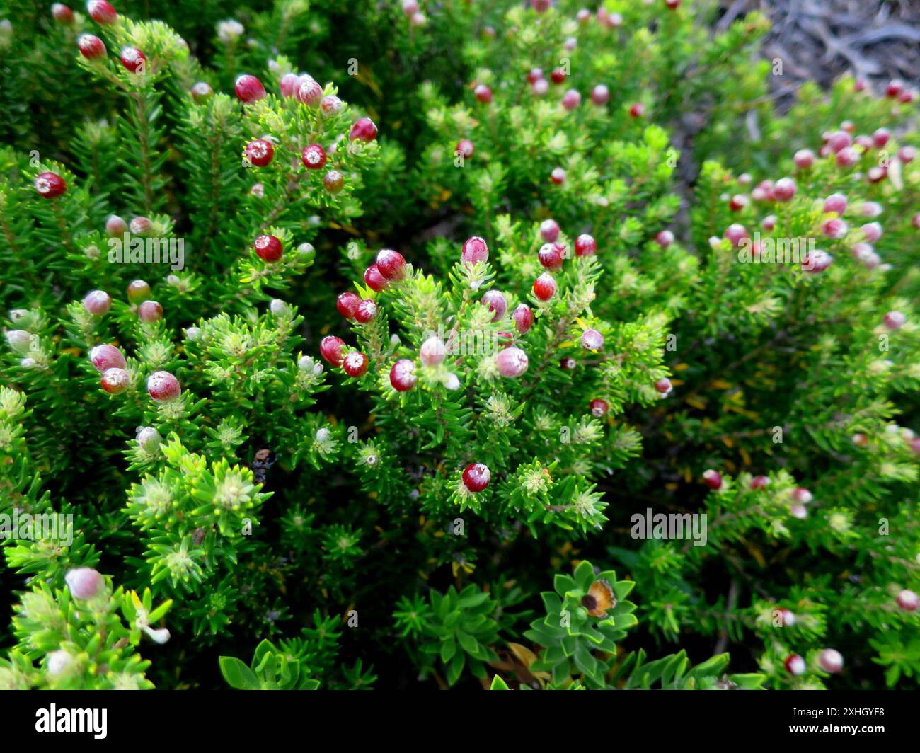 Heathleaf Hardleaf (Phylica ericoides ericoides Stock Photo - Alamy