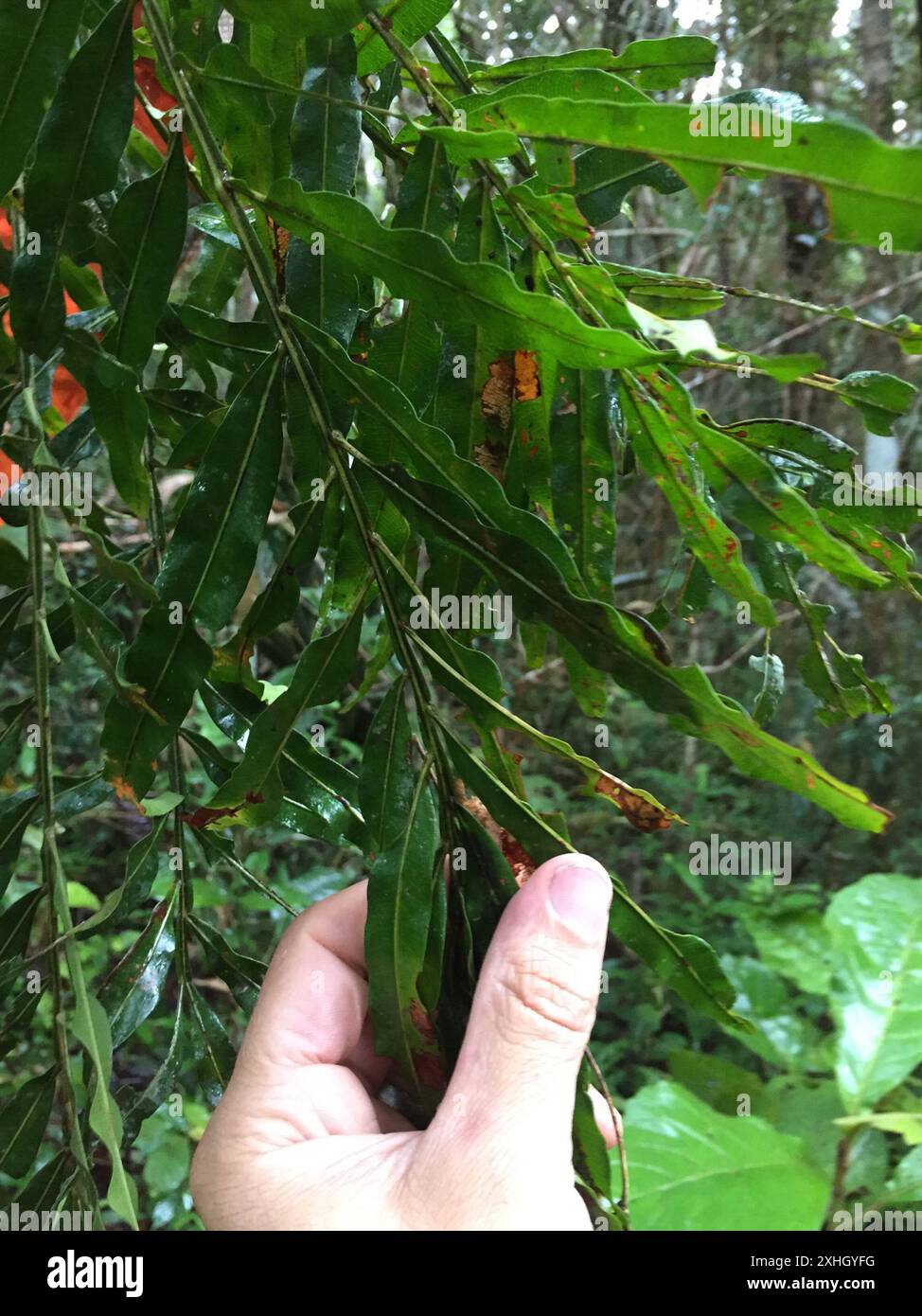fern tree (Filicium decipiens Stock Photo - Alamy