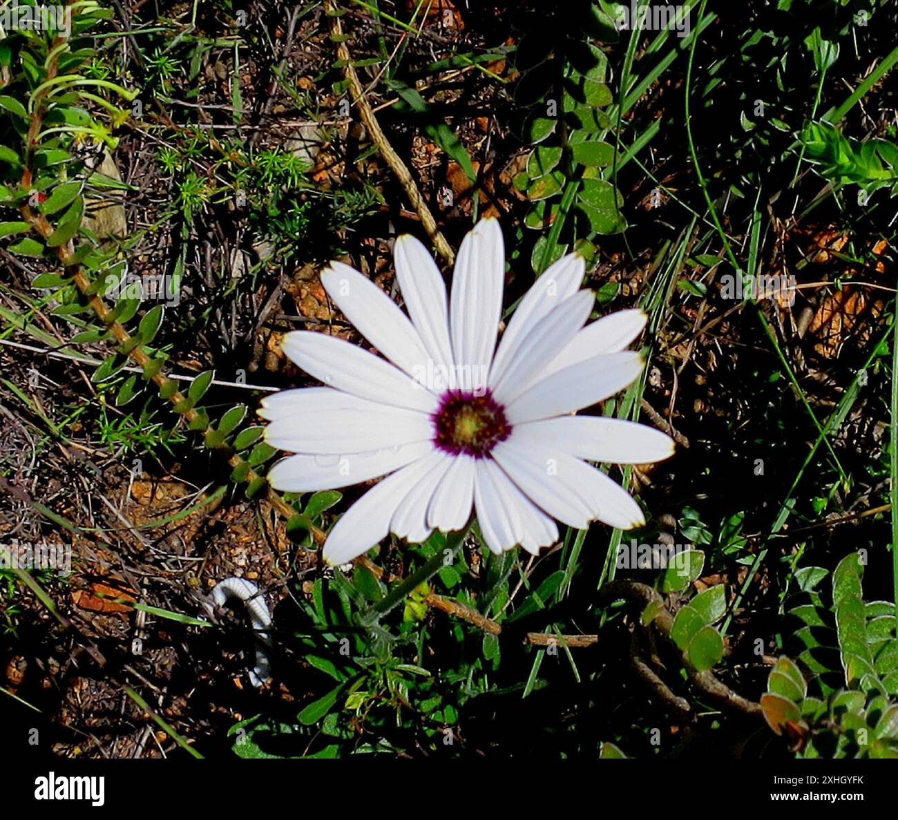African oxeye (Dimorphotheca nudicaulis Stock Photo - Alamy