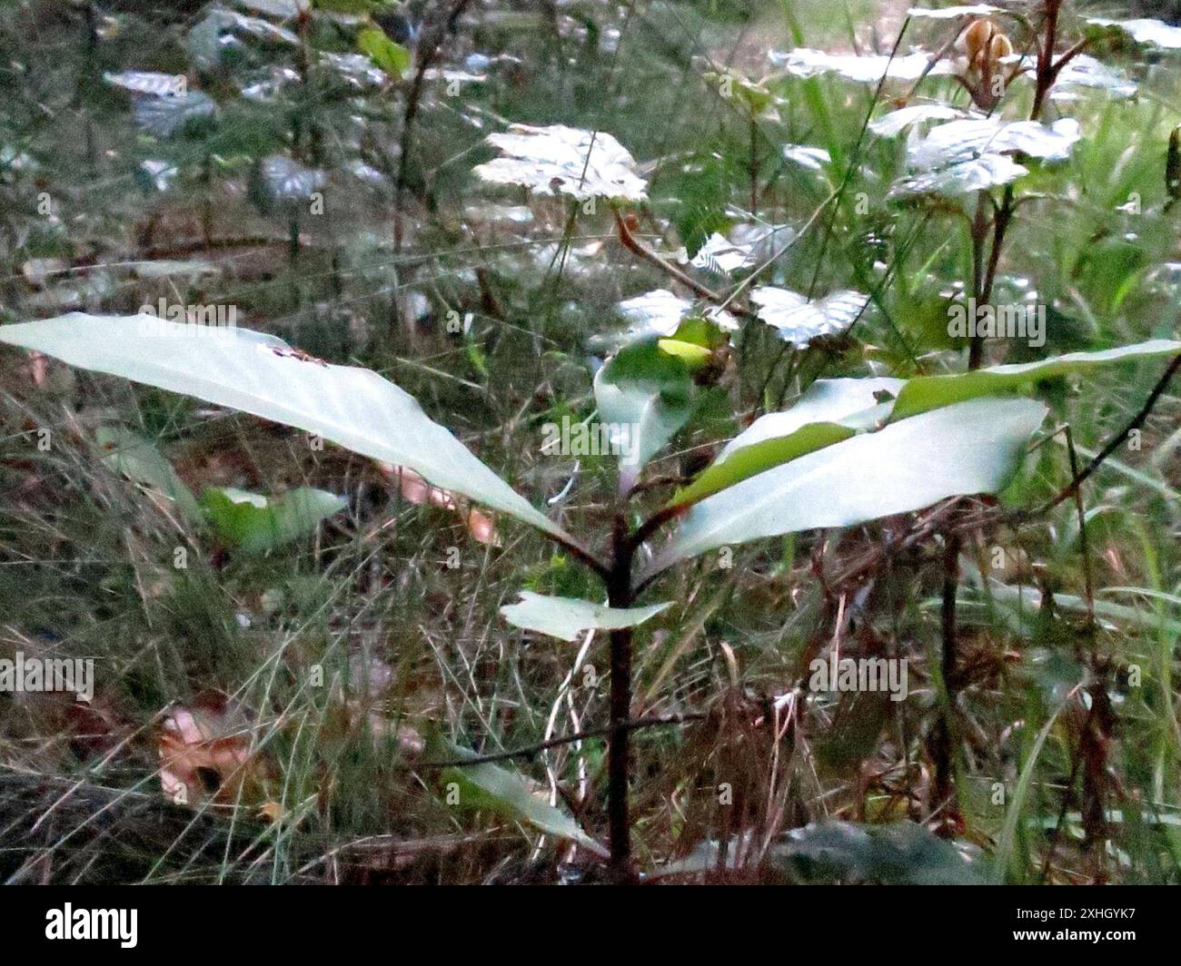 Cape beech (Rapanea melanophloeos Stock Photo - Alamy
