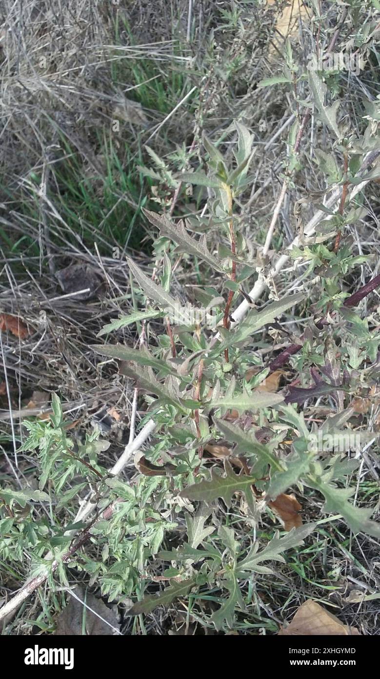 western ragweed (Ambrosia psilostachya Stock Photo - Alamy