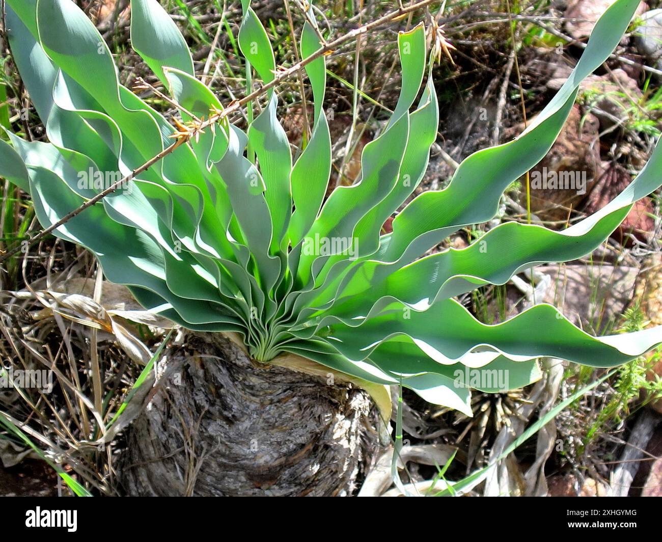 Poison-bulb (Boophone disticha Stock Photo - Alamy