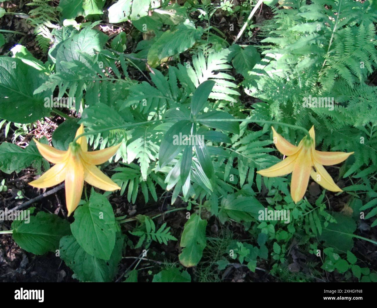 Canada lily lilium canadense hi-res stock photography and images - Alamy