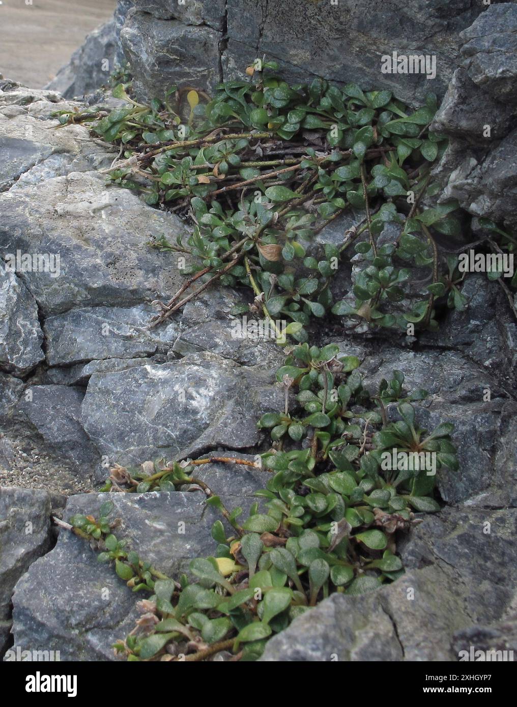 (Samolus repens repens Stock Photo - Alamy