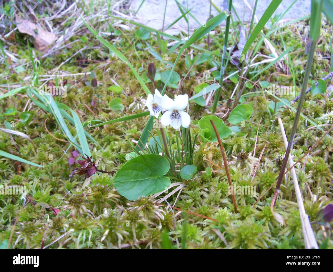 northern white violet (Viola minuscula Stock Photo - Alamy