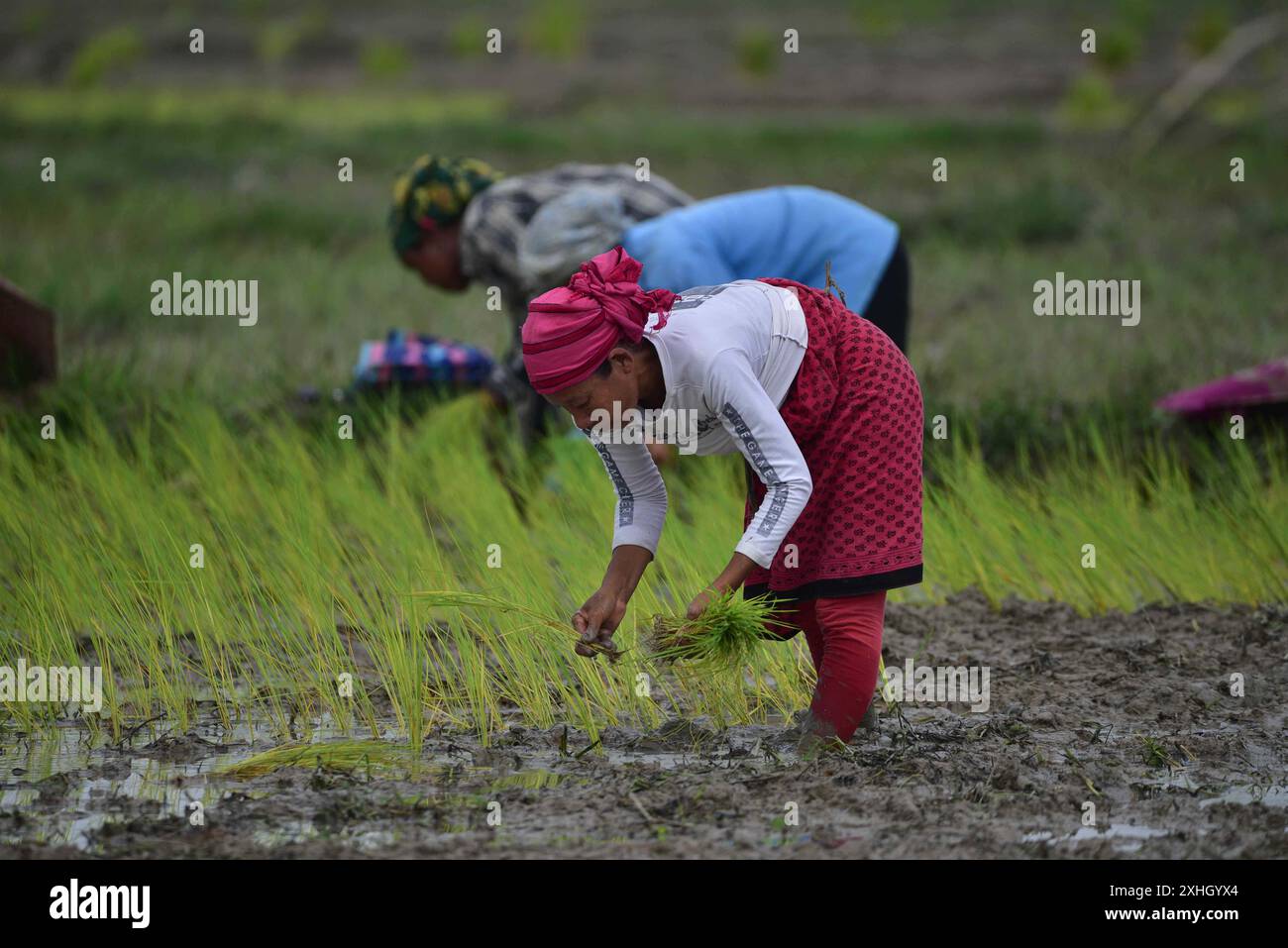(240714) -- ASSAM, July 14, 2024 (Xinhua) -- Farmers plant rice ...
