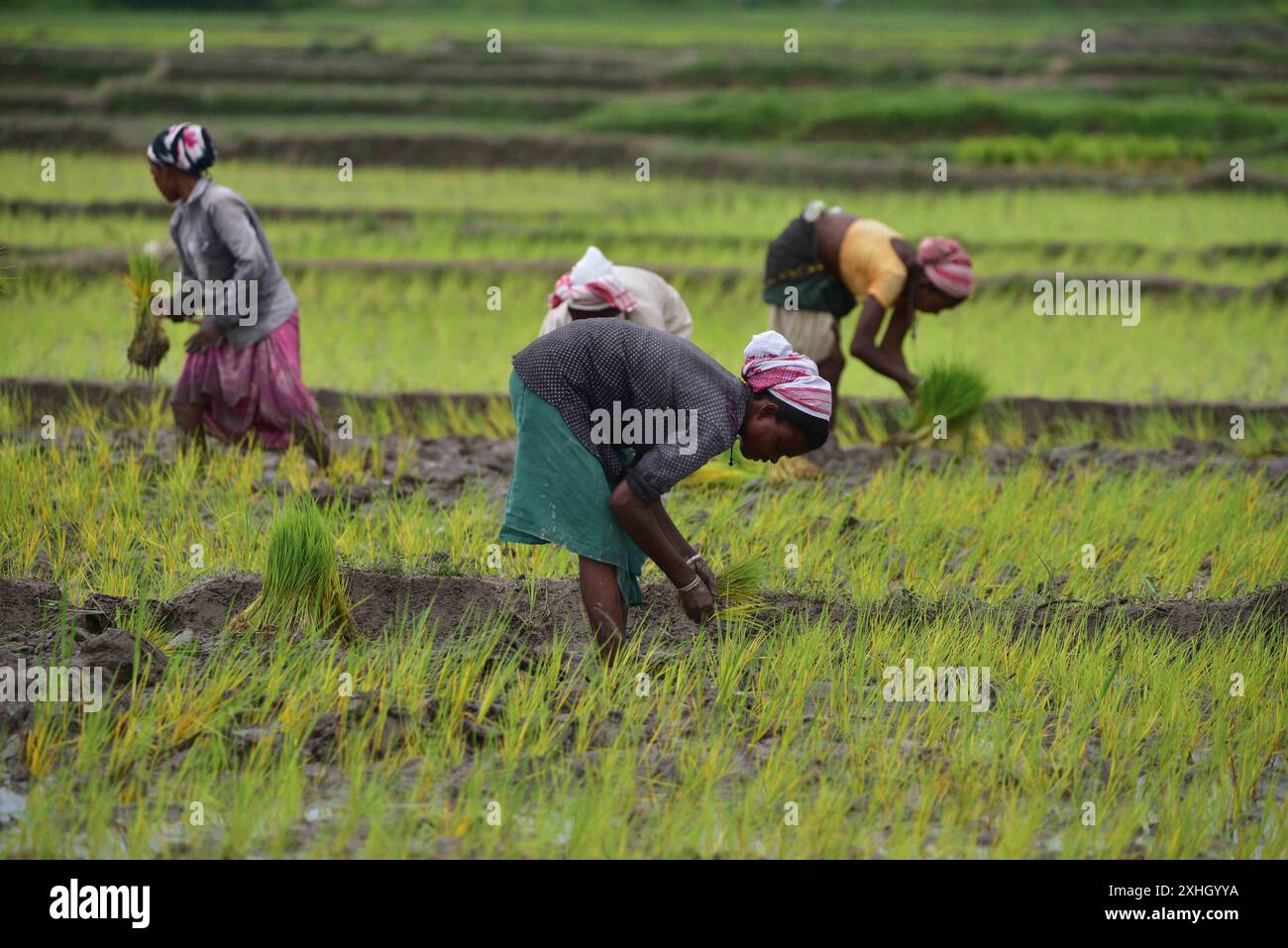 Farmers plant paddy saplings hi-res stock photography and images - Alamy