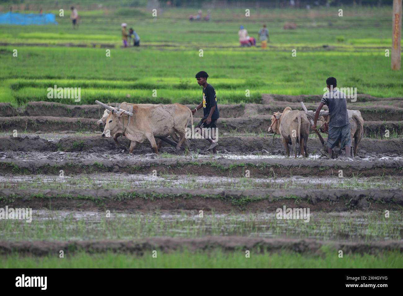 Assam paddy field hi-res stock photography and images - Alamy